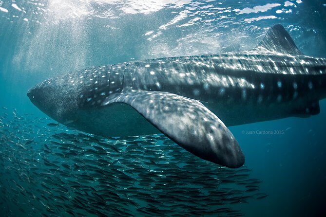 Whale Shark Swimming and Isla Mujeres Beach Tour - Who Might Want to Consider Alternatives?