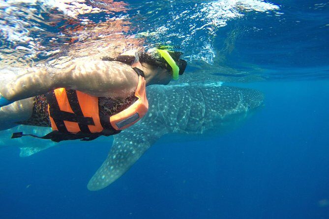Whale Shark Tour from Cancun and Playa Del Carmen - The Itinerary: What to Expect on the Day