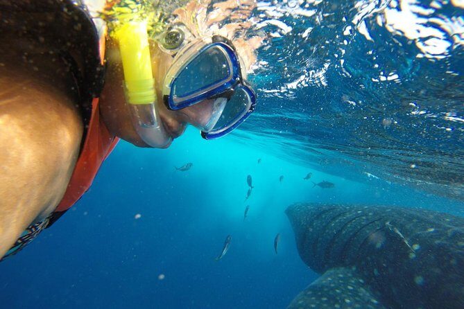 Whale Shark Tour from Cancun and Playa Del Carmen - Potential Drawbacks and Considerations