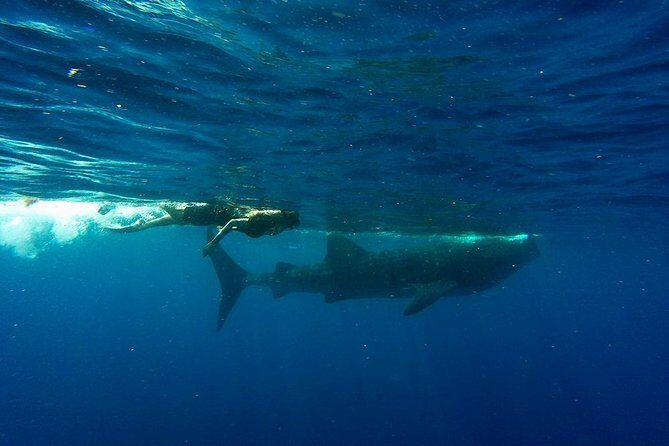 Whale Shark Tour from Cancun and Playa Del Carmen - Who Is This Tour Best For?