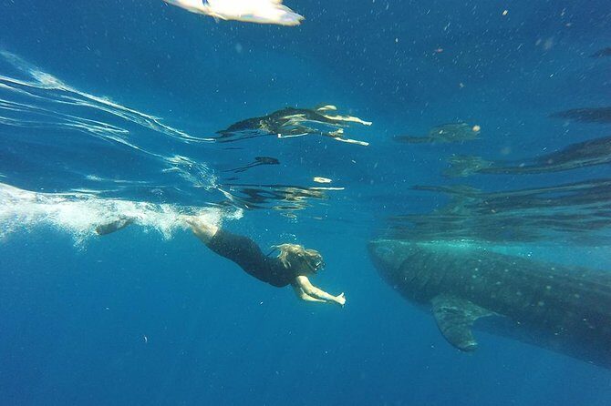 Whale Shark Tour from Cancun and Playa Del Carmen - FAQ