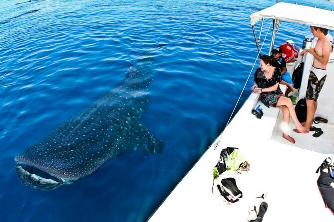 Whale Shark Tour from Cancun, Playa del Carmen, Tulum and Riviera Maya - FAQ