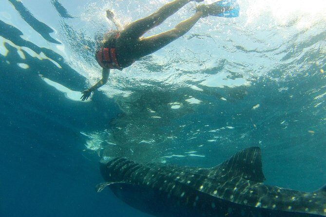 Whale Shark Tour from Holbox Island - An In-Depth Look at the Whale Shark Tour Experience