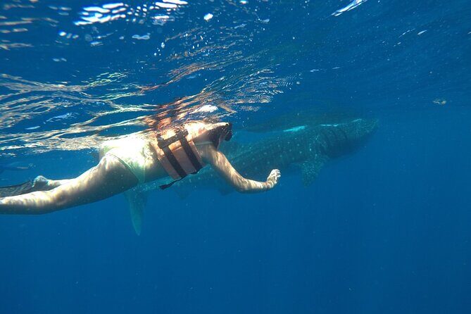 Whale Shark Tour from Holbox Island - FAQs