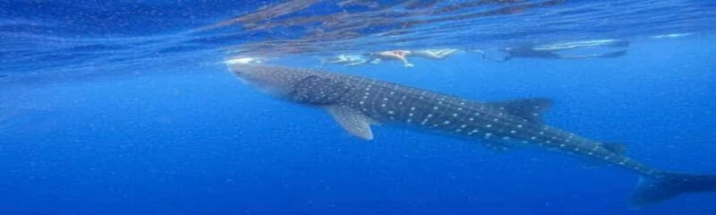 Whale Shark Tour in Cancun in Italian - Why This Tour Is a Great Choice