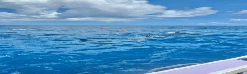 Whale Shark Tour in Cancun in Italian - FAQ