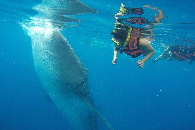 Whale Shark Tour Isla Mujeres - Starting Point and Departure Details