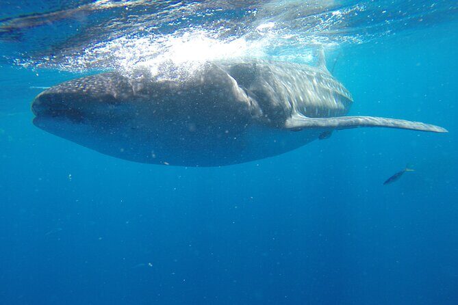 Whale Shark Tour Isla Mujeres - Authentic Insights from Reviewers