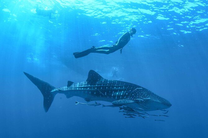 Whale Shark Watching and Snorkeling Experience on Contoy Island - Key Points