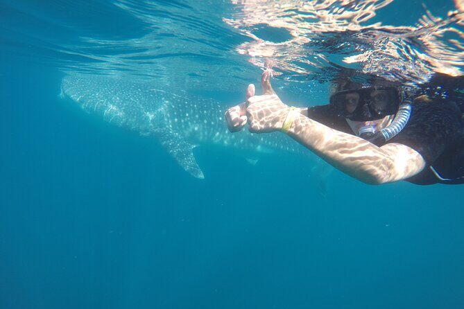 Whale sharks and sea lions snorkeling plus Balandra beach lunch - The Scenery and Marine Life