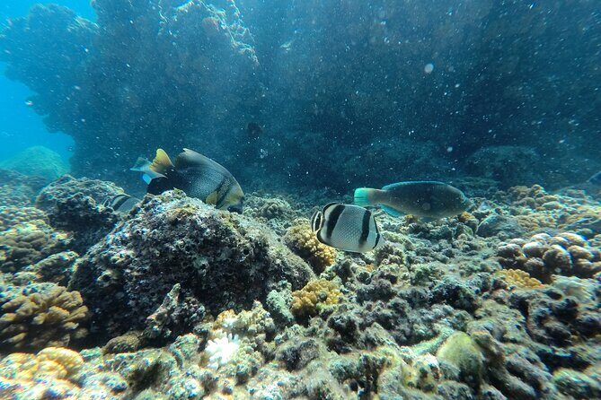 Whale sharks and sea lions snorkeling plus Balandra beach lunch - Who Is This Tour Best For?