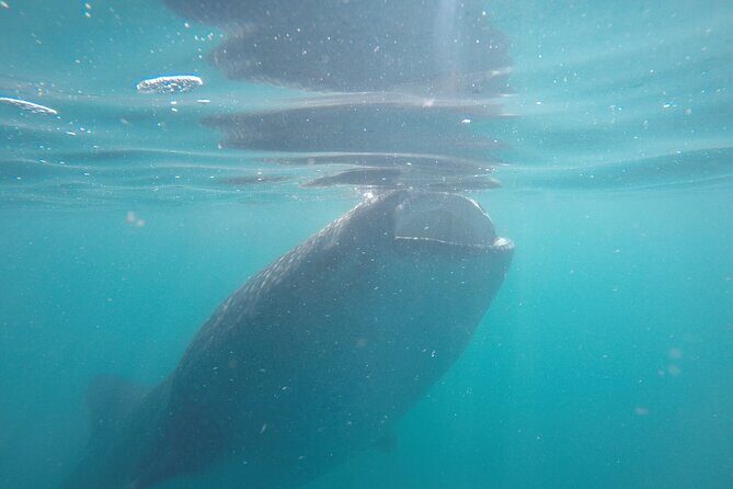 Whale sharks and sea lions snorkeling plus Balandra beach lunch - The Sum Up: Who Should Book This Tour?
