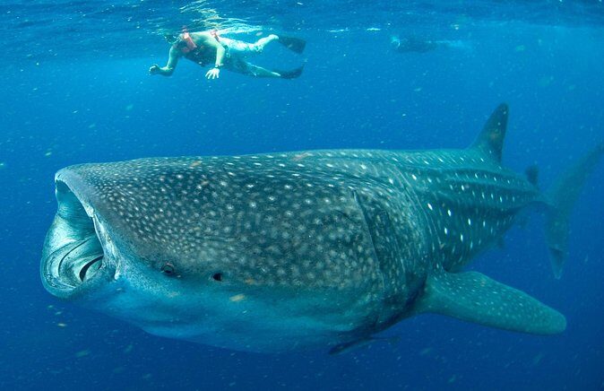 Whale Sharks Small-Group Tour in Cancun and Riviera Maya - The Itinerary Breakdown