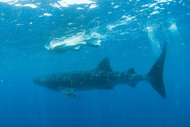 Whale Sharks Small-Group Tour in Cancun and Riviera Maya - Highlights & Authentic Experiences