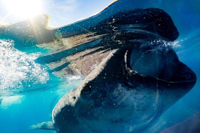 Whale Sharks Small-Group Tour in Cancun and Riviera Maya - Challenges and Considerations