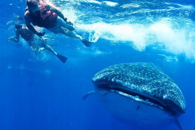 Whale Sharks Small-Group Tour in Cancun and Riviera Maya - The Sum Up
