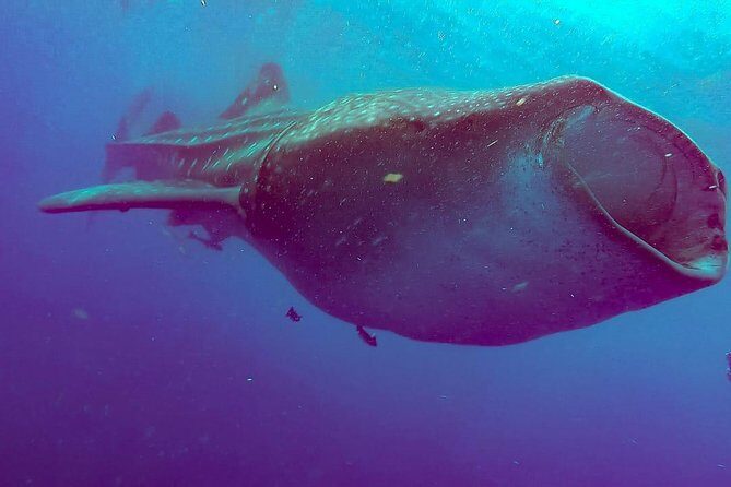 Whale Sharks Small-Group Tour in Cancun and Riviera Maya - FAQs