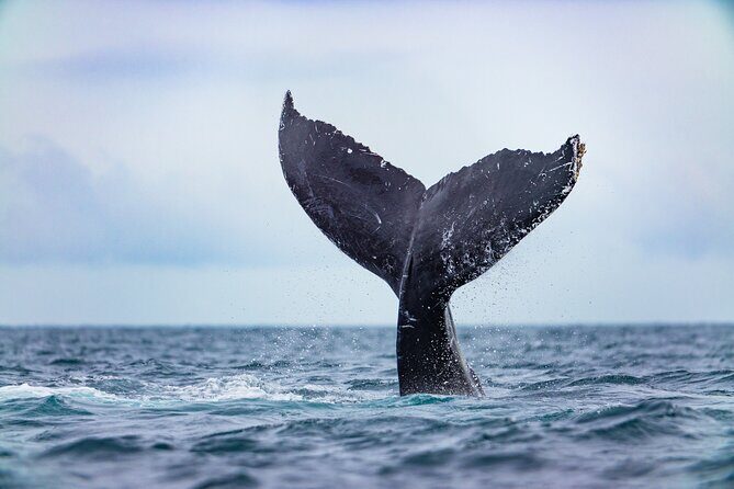 Whale Tour c/ Certified Guide, Photos & Hydrophone - Final Thoughts