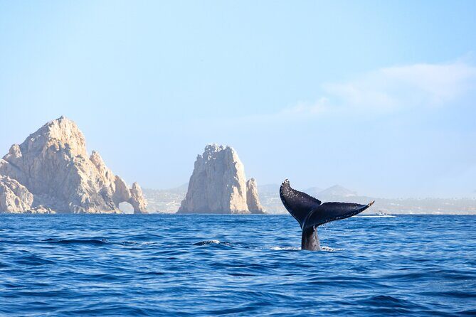Whale Tour c/ Certified Guide, Photos & Hydrophone - FAQs