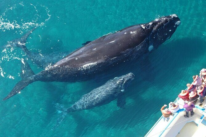 Whale Tour, Sail to Cabo San Lucas Arc + Food - Key Points