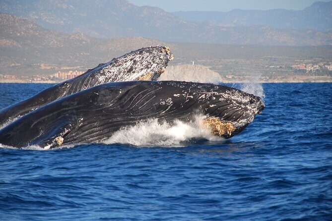Whale Tour, Sail to Cabo San Lucas Arc + Food - Authentic Experiences from Past Travelers
