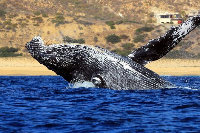 Whale Tour, Sail to Cabo San Lucas Arc + Food - Who Should Consider This Tour?