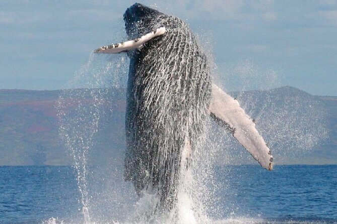 Whale Tour, Sail to Cabo San Lucas Arc + Food - FAQ