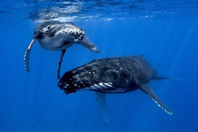 WHALE TOUR - Watching and Swimming with Whales - In-Depth Review of the Moorea Whale Tour Experience