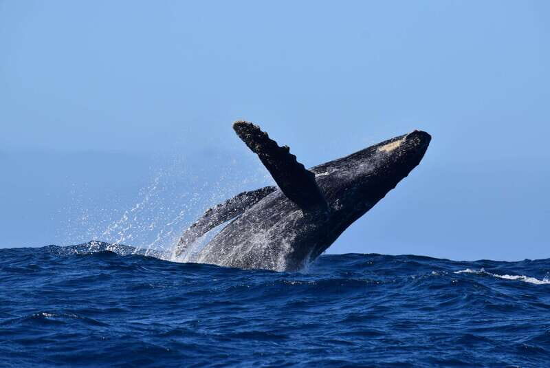 Whale Watch Cabo: Group Whale Watching Tour - FREE photos - Final Thoughts