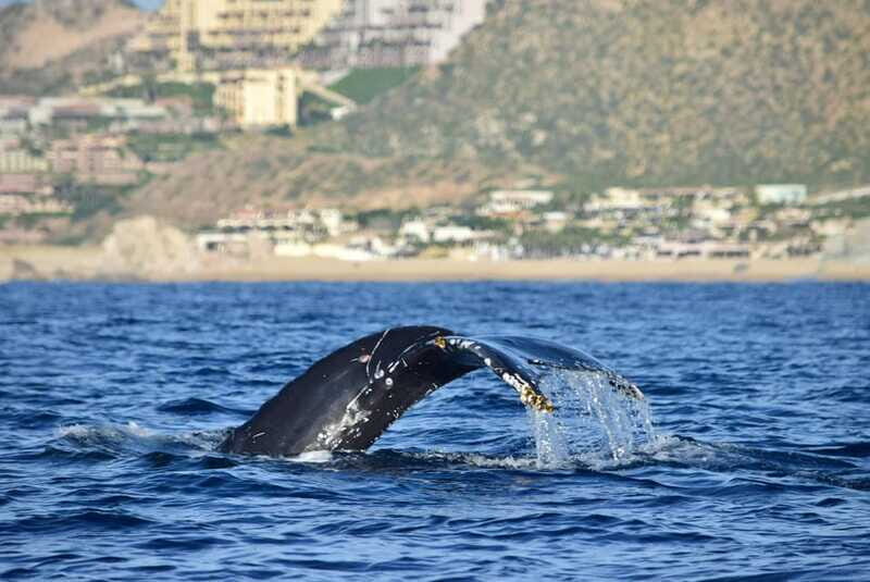 Whale Watch Cabo: Group Whale Watching Tour - FREE photos - FAQ