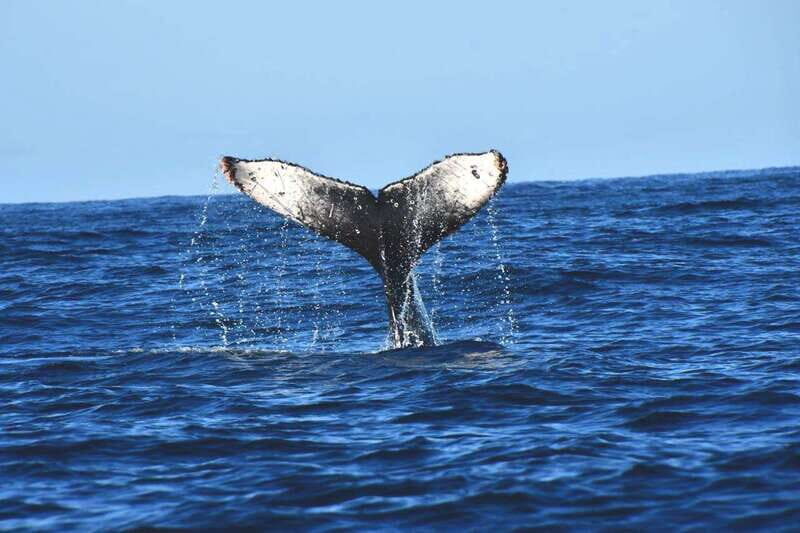 Whale Watch Cabo: Zodiac Whale Adventure - FREE Photos - Key Points  