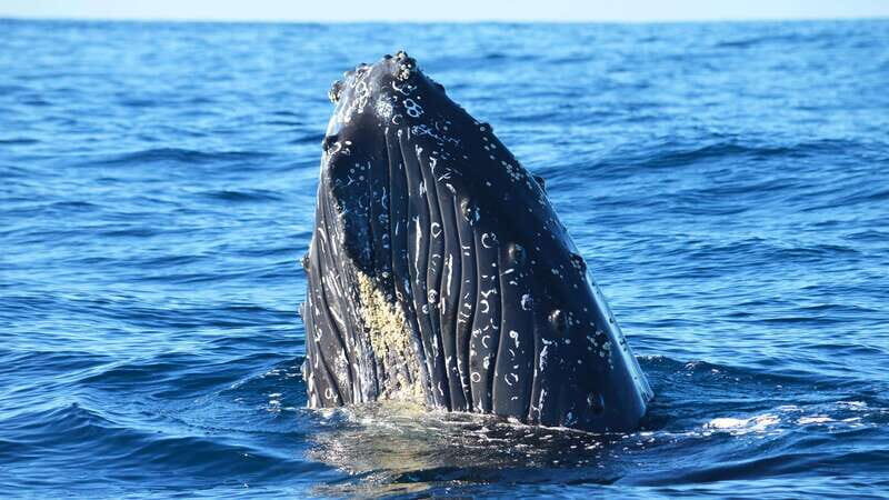 Whale Watch Cabo: Zodiac Whale Adventure - FREE Photos - An In-Depth Look at the Zodiac Whale Watching Adventure  