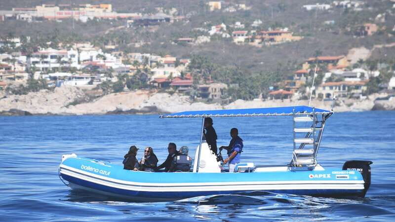 Whale Watch Cabo: Zodiac Whale Adventure - FREE Photos - In The Sum Up  