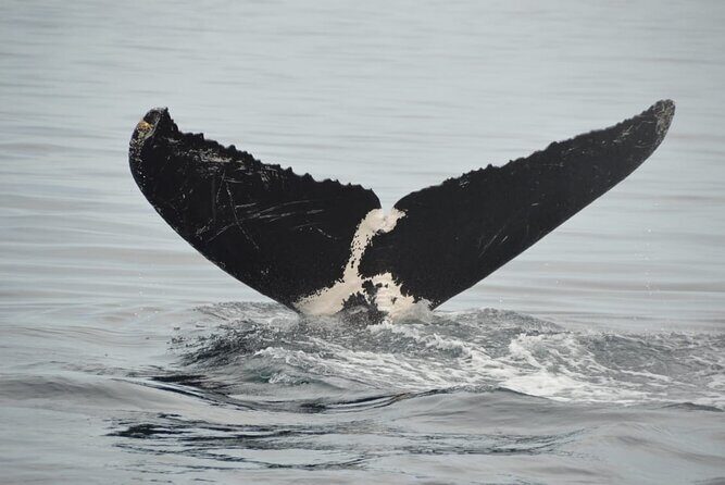 Whale watching 3 hours in Puerto Vallarta - The Booking & Meeting Point