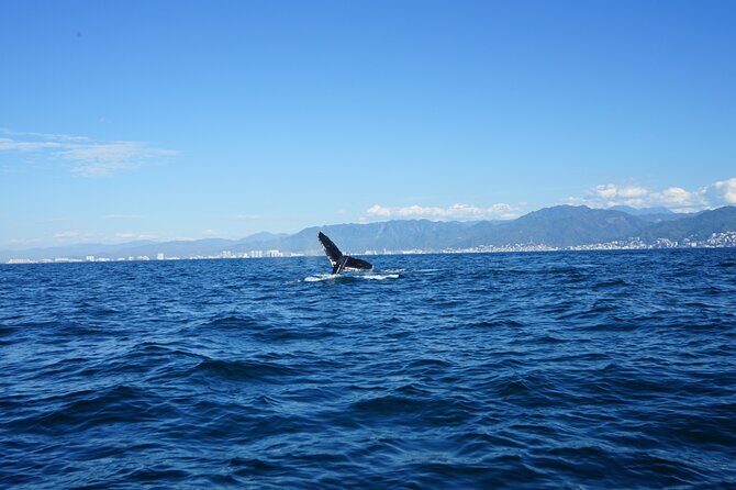 Whale watching 3 hours in Puerto Vallarta - What to Pack & Prepare
