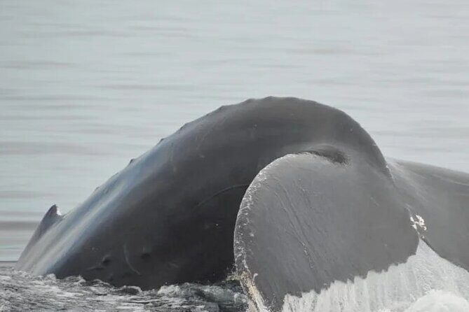 Whale watching 3 hours in Puerto Vallarta - The Cost & Value