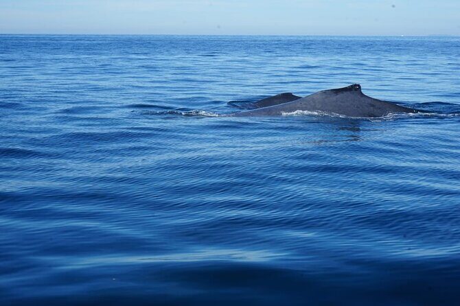 Whale watching 3 hours in Puerto Vallarta - What the Reviews Say