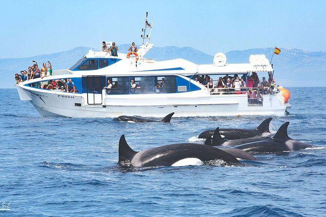 Whale Watching - An In-Depth Look at the Whale Watching Tour in Tarifa