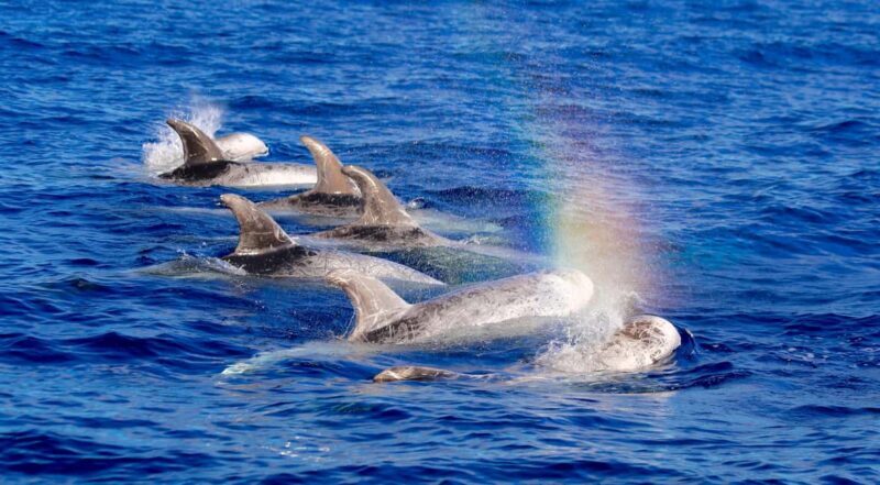 Whale watching - Whale Watching in Fuerteventura: An Honest Look at the Experience