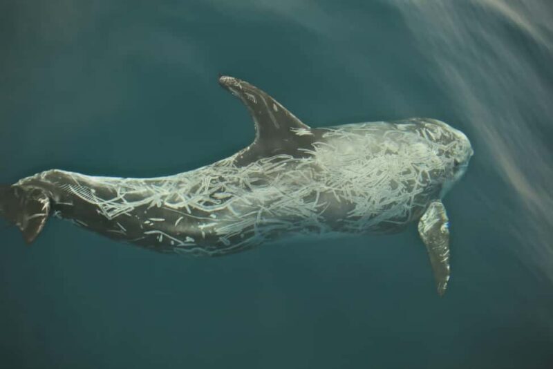 Whale watching - Who Should Consider This Tour?