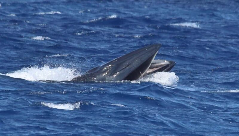 Whale watching - FAQ