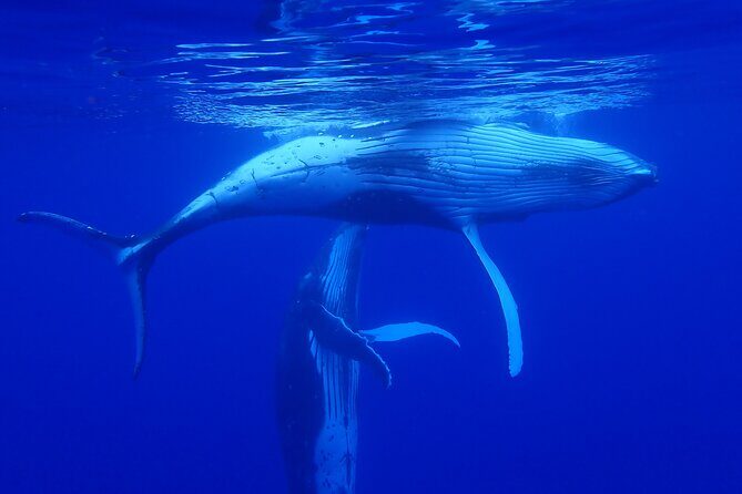 Whale watching 6 people half day - What to Expect on the Tour