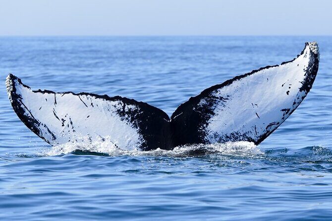Whale watching 6 people half day - The Real Value of This Experience