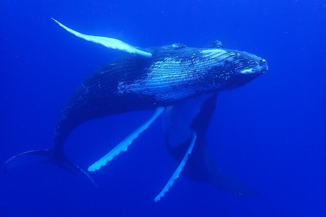 Whale watching 6 people half day - Practical Details and Tips