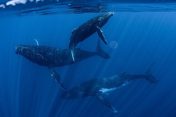 Whale Watching Activity - Key Points