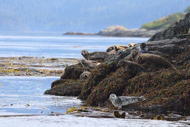 Whale Watching Adventure from Vancouver BC - The Value of the Experience and Why It’s Worth It
