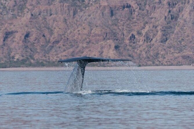 Whale Watching Adventure in Loretos Sea of Cortez - What to Expect on the Tour