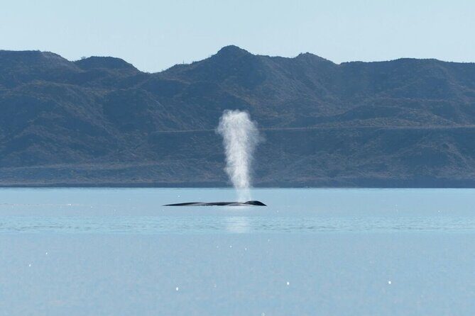 Whale Watching Adventure in Loretos Sea of Cortez - Who Will Enjoy This Tour?