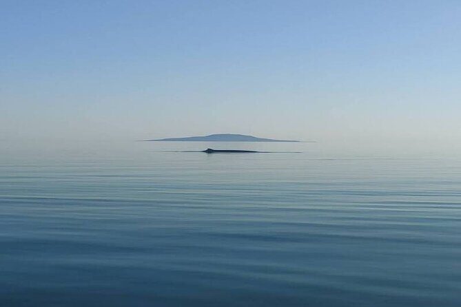 Whale Watching Adventure in Loretos Sea of Cortez - FAQ