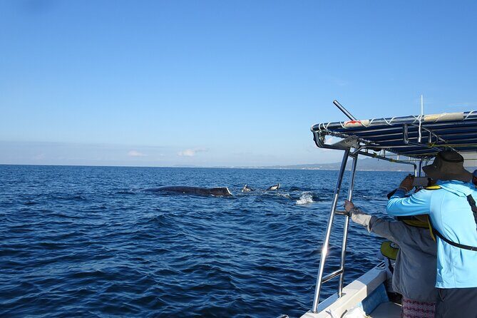 Whale Watching Adventure - leaded by marine biologist. - The Experience on the Water